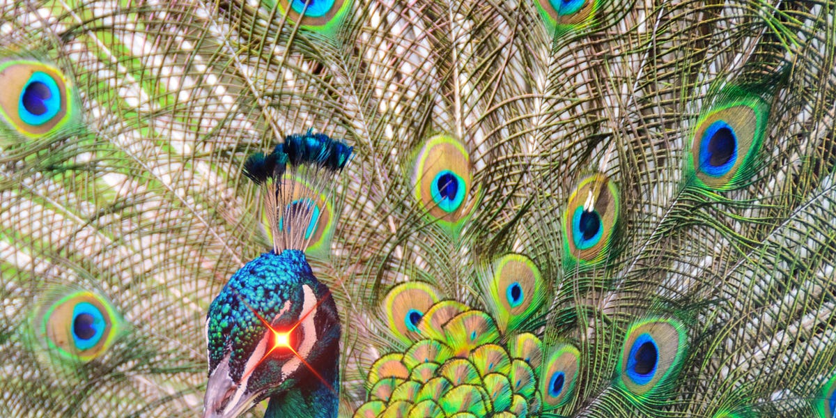 ¡Viva Bitcoin! - by Susan Moody Prieto - Crypto Peacock