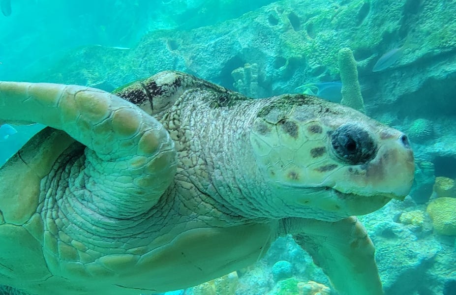 Sea Turtle - SeaWorld Aquarium. - by Rick Georges