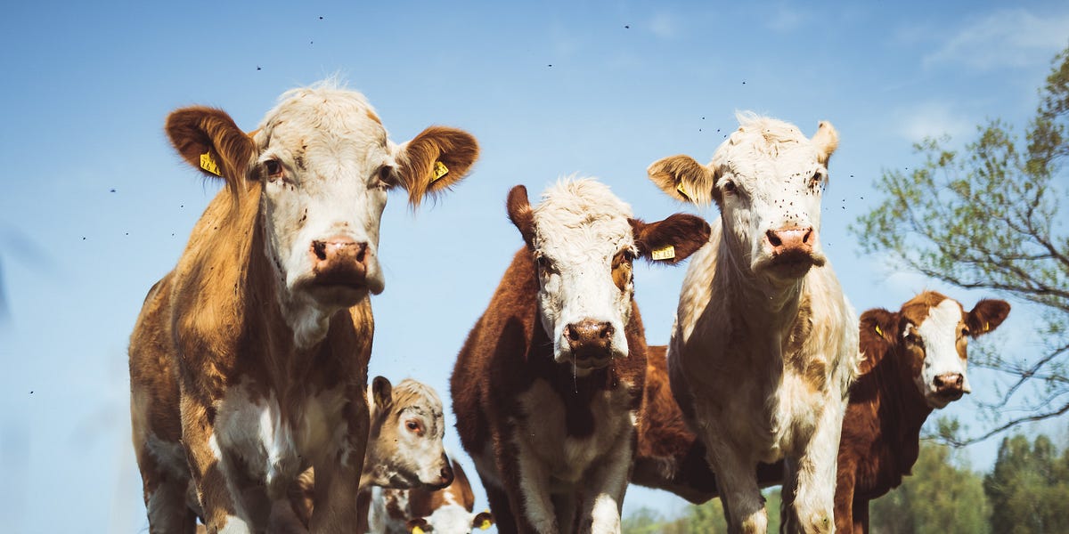 Hydrochar in agriculture