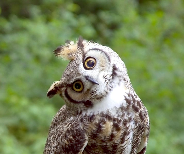 The owl story - Vicki with an i