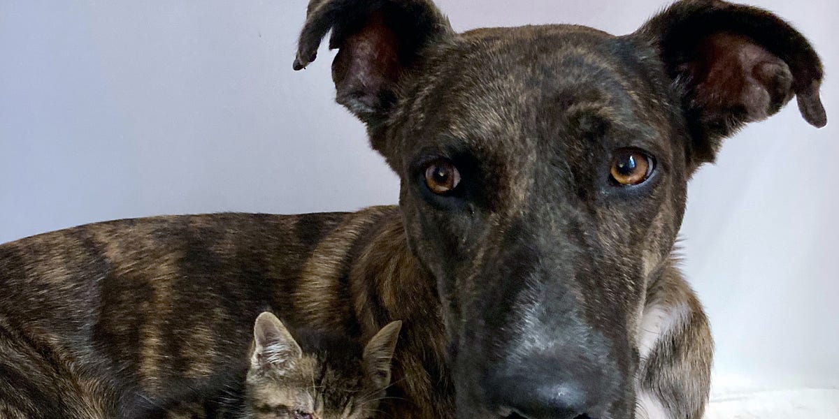 The kitten incident - by Jonathan P. Thompson