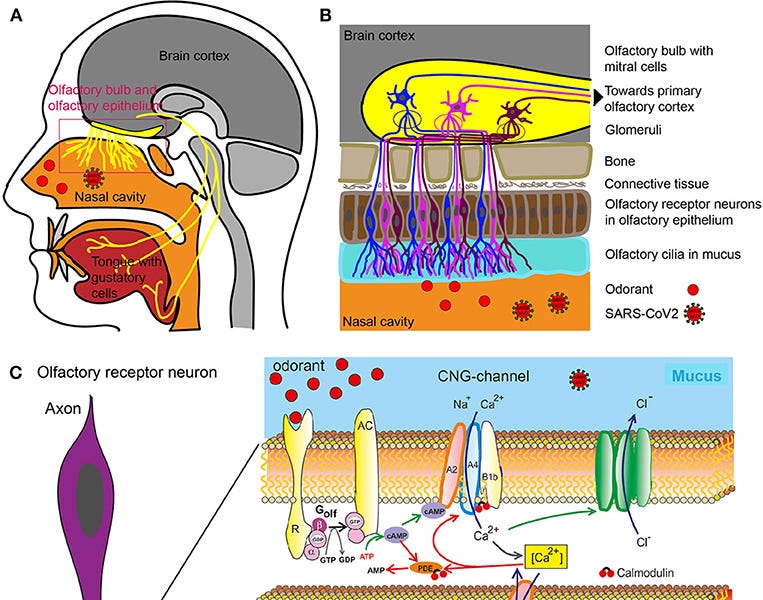 Olfactory, gustatory, & other neurological disorders