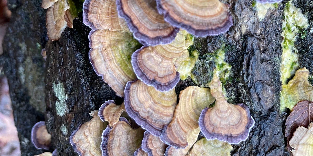 #700 — Purple fans 紫扇二黄 - by Wu Fei 吴非