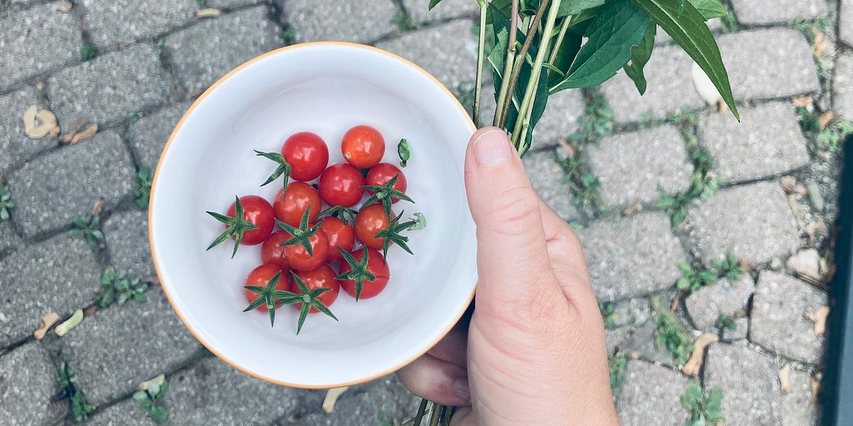 Emergency alert - five things with Sasha Singer-Wilson