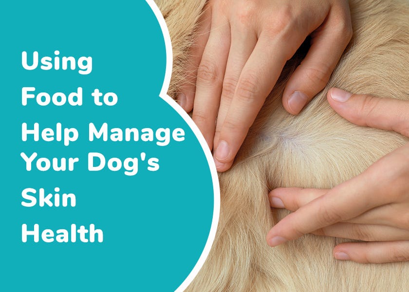 using-food-to-help-manage-your-dog-s-skin-health