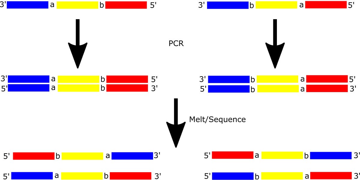 What The H*ll Is PPMSeq? - by Nava Whiteford