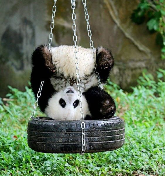 Judgment Panda has breached the network. - by JQP