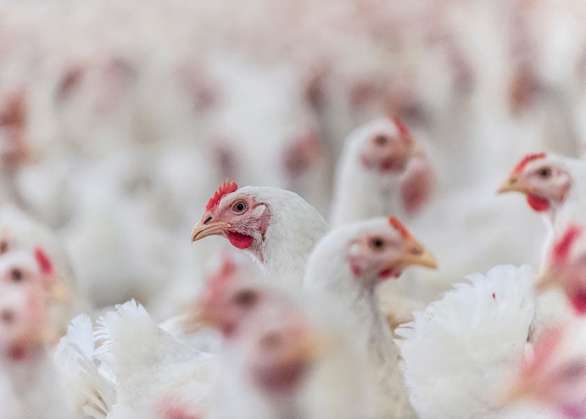 Disgusting Source of the Majority of Urinary Tract Infections