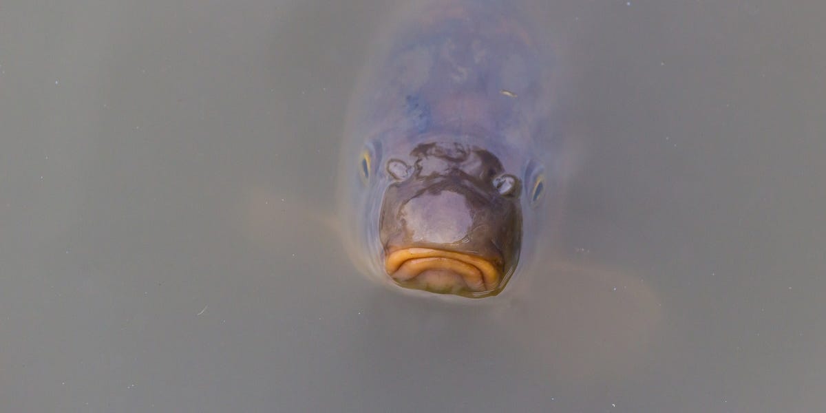 National Carp Control Plan is finished – now what happens?