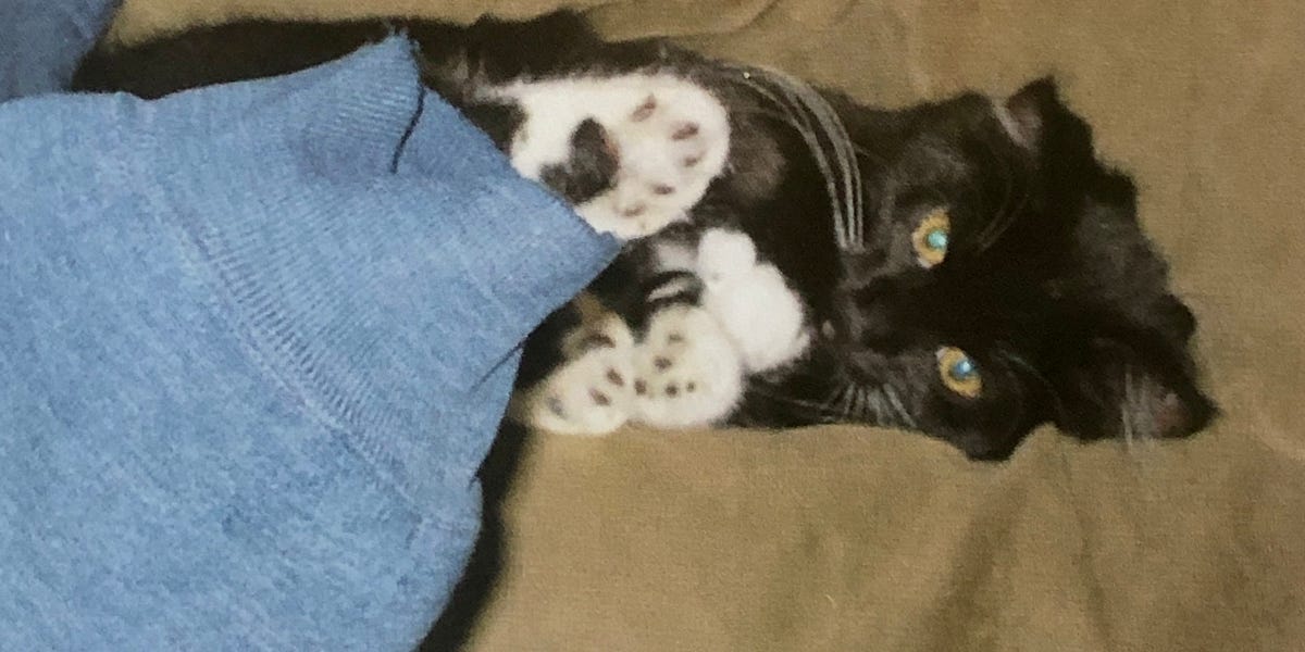 “Loki” - by Gail Sawyer - Sitting At My Own Feet