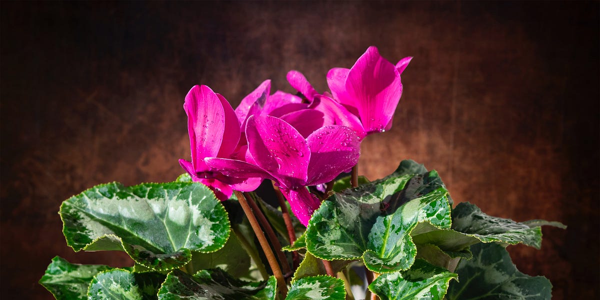 Emma #3: December 1927 - by Linda Hoopes