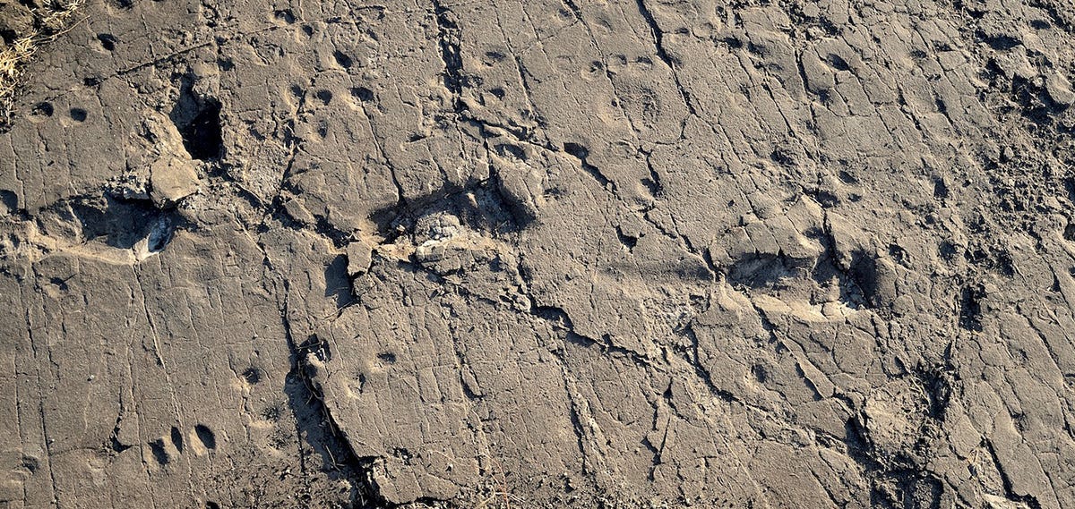 Detailed Analysis of Laetoli Footprints Indicate Multiple Species of ...