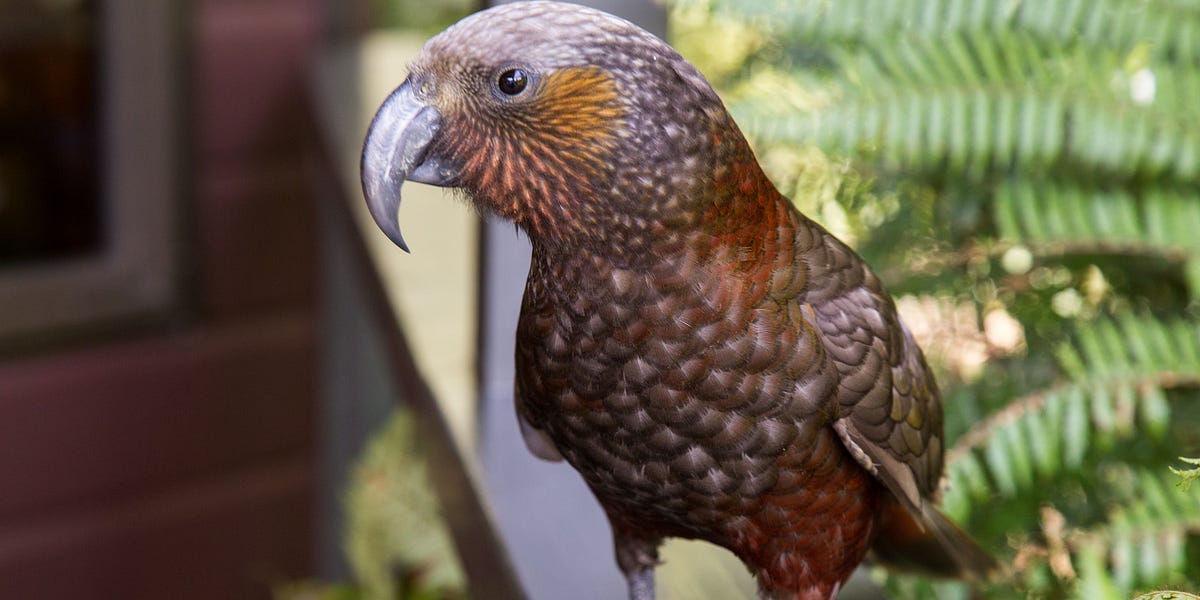 An update on the state of The Kākā nation