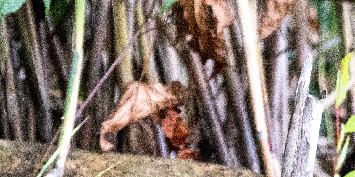 Postscript - by Caleb Crain - Leaflet