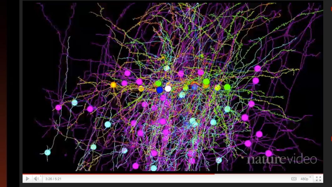 Mouse visual cortex and retinal ganglion cell connectomes