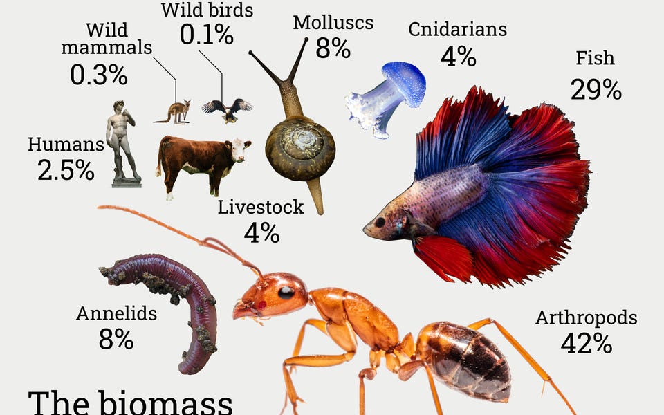 The biomass distribution of the animal kingdom