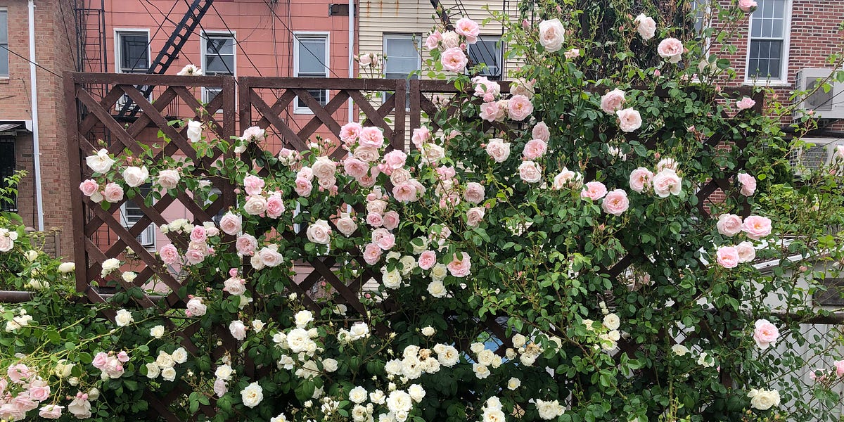 Everything I Know About Climbing Roses - by Steve