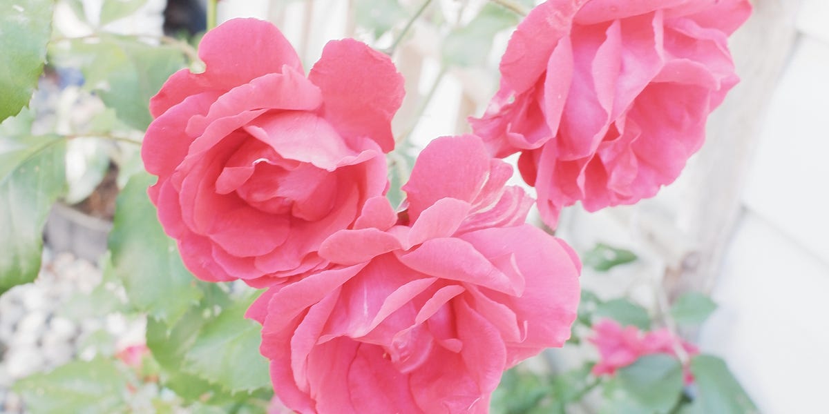 The Comfort of the Unknown - by Kevin Brash - A thin read.