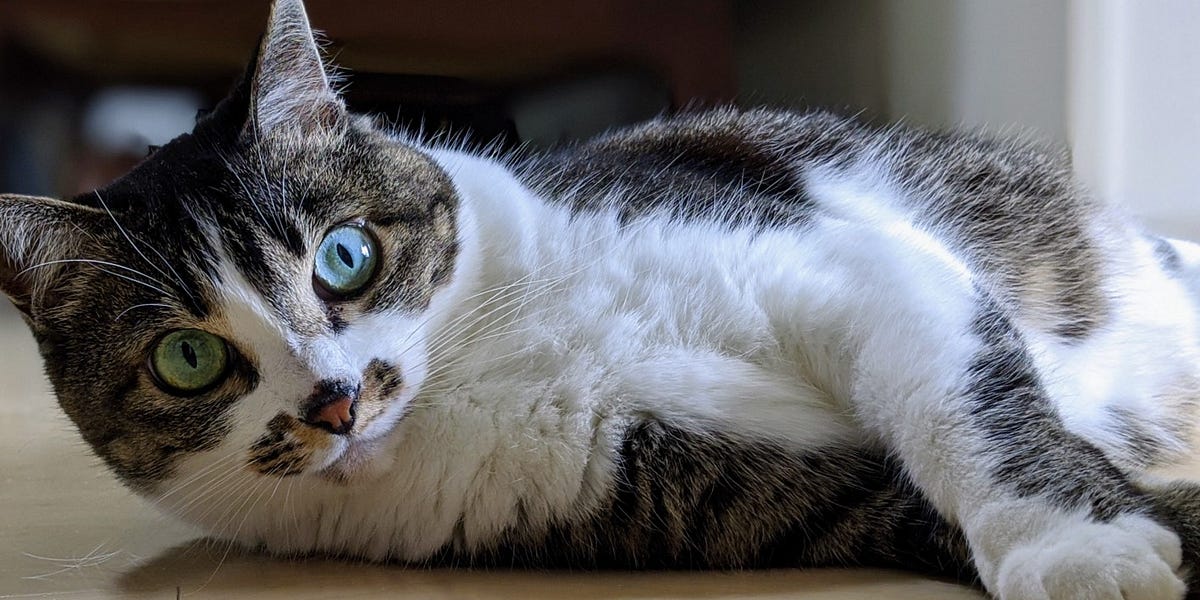 The Kitty Litter Scenario - Fiction by Bill Adler