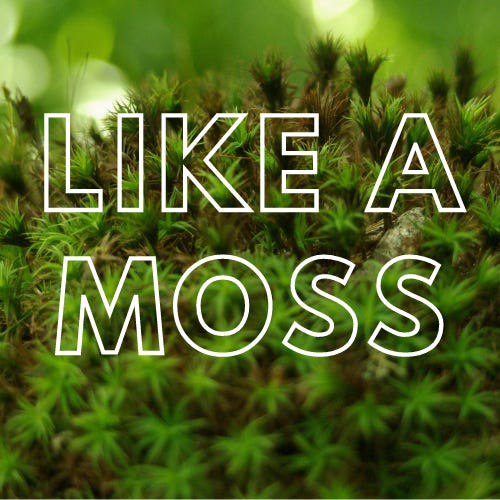 Kids' Book Roundup - by Ali Moss - Like a Moss
