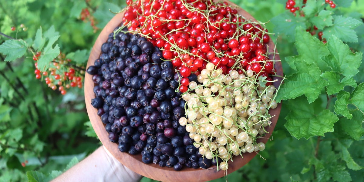 Early July | Practical Self Reliance - by Ashley Adamant