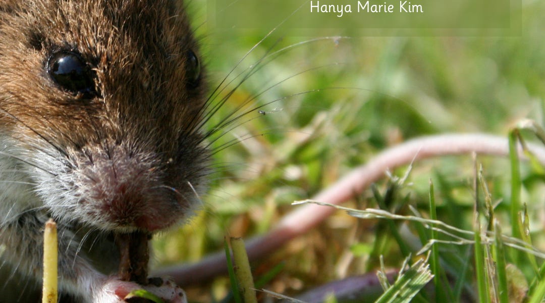 Woodland jumping mouse - by Mercy - My Montessori House