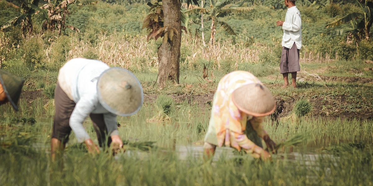 Applications of ICT in Agriculture - by Arvind W Kiwelekar