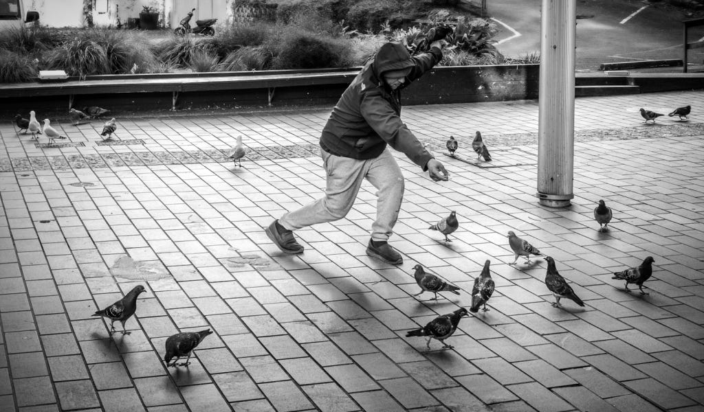 NZ visual diary - entry 97 - by Rich Greissman