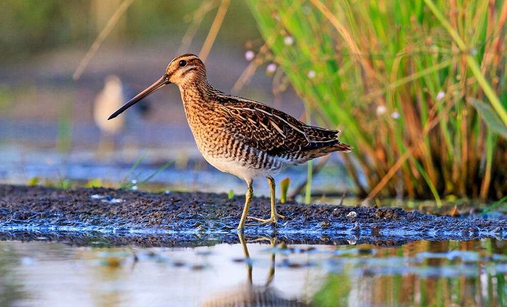 The Snipe Hunt - by Jerry Lambert