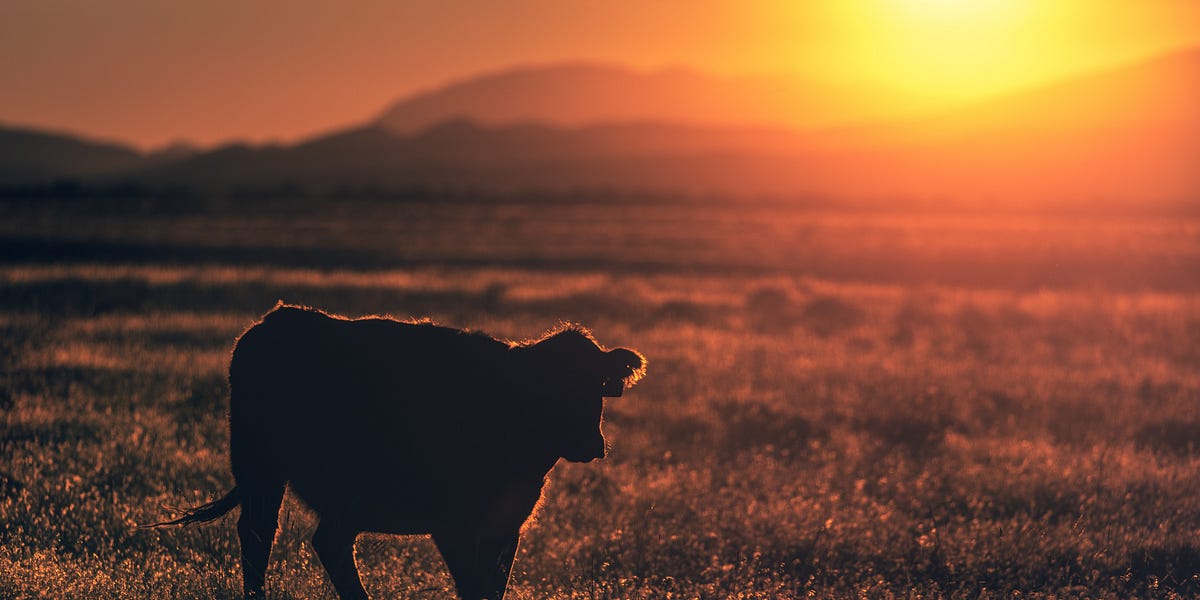 Why is a "Red Heifer" significant? - by Jimmy Evans