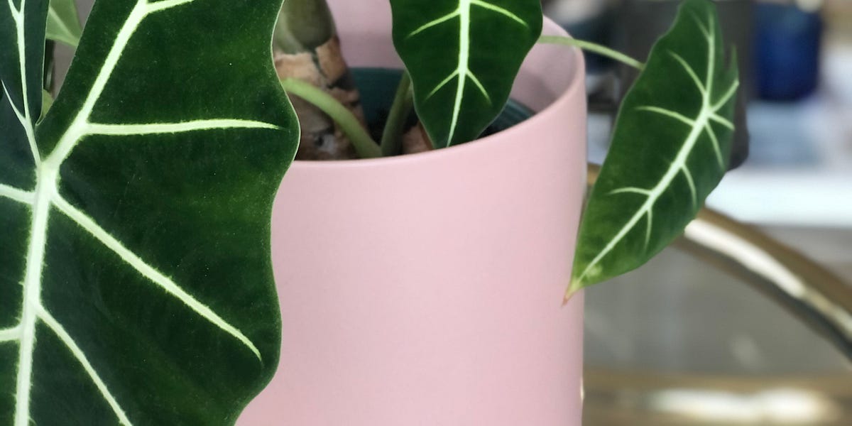 Experiment: Water - by Jacob Jones - Leaf Talk