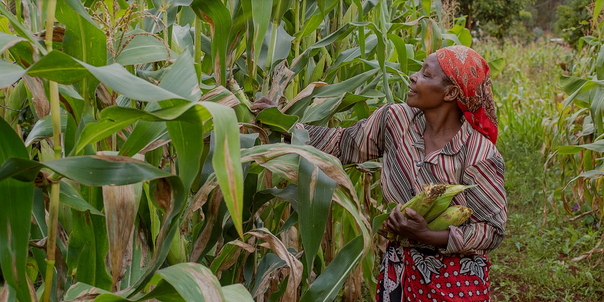 Apollo Agriculture is building a pathway to commercial farming