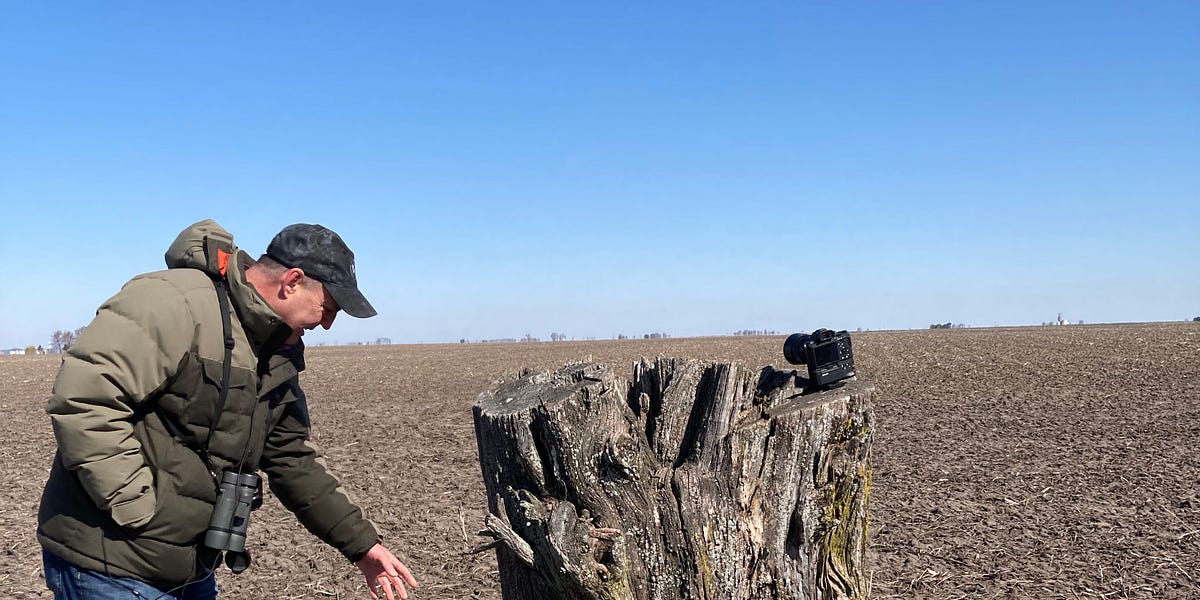 The mysteries of The Magic Stump - by Bob Dolgan