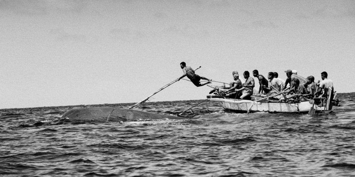 The Forest Is the Polis - by Justin Smith-Ruiu