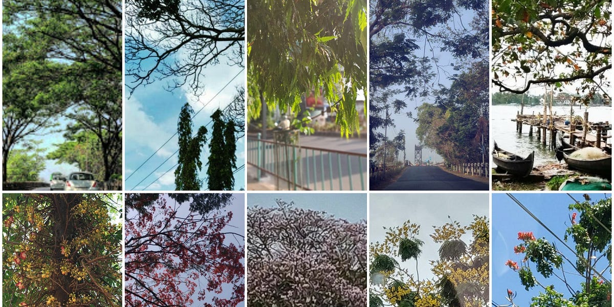 Trees of Cochin - Trees of Cochin