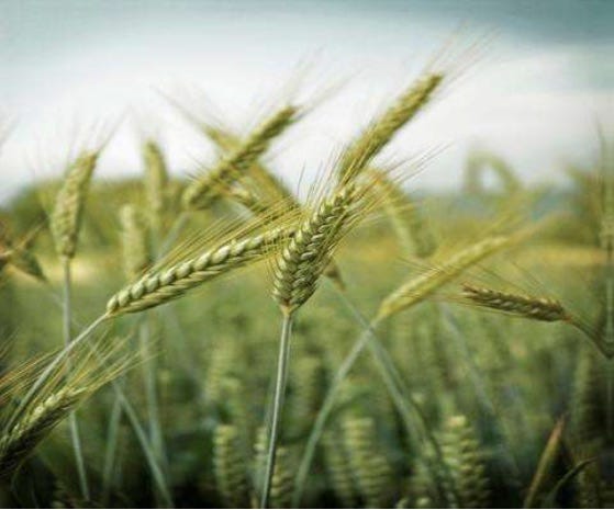 Map of Impact to Fertilizer Production by Energy Crisis in Europe