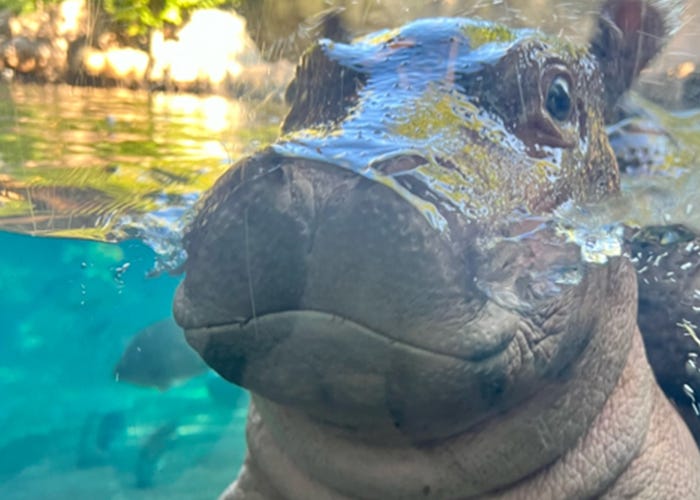 Baby Fritz and his Hippo Handler, A Kind of Love Affair
