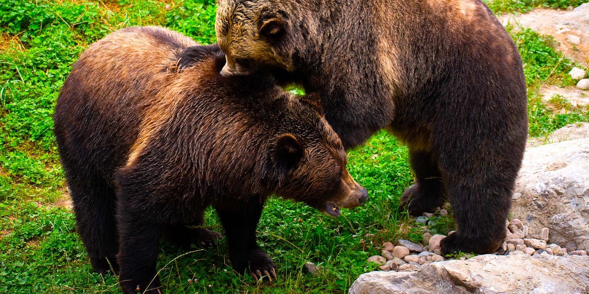 Wall Street's sleuth of bears is growing 🧸🧸🧸