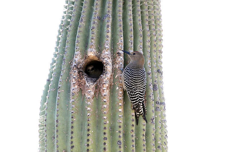 Os cactos gigantes e a curiosa relação com as aves