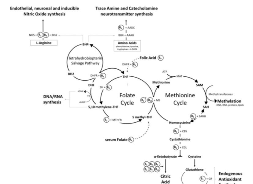 Folate Part II: Folate Cofactors - by Nikko Kennedy