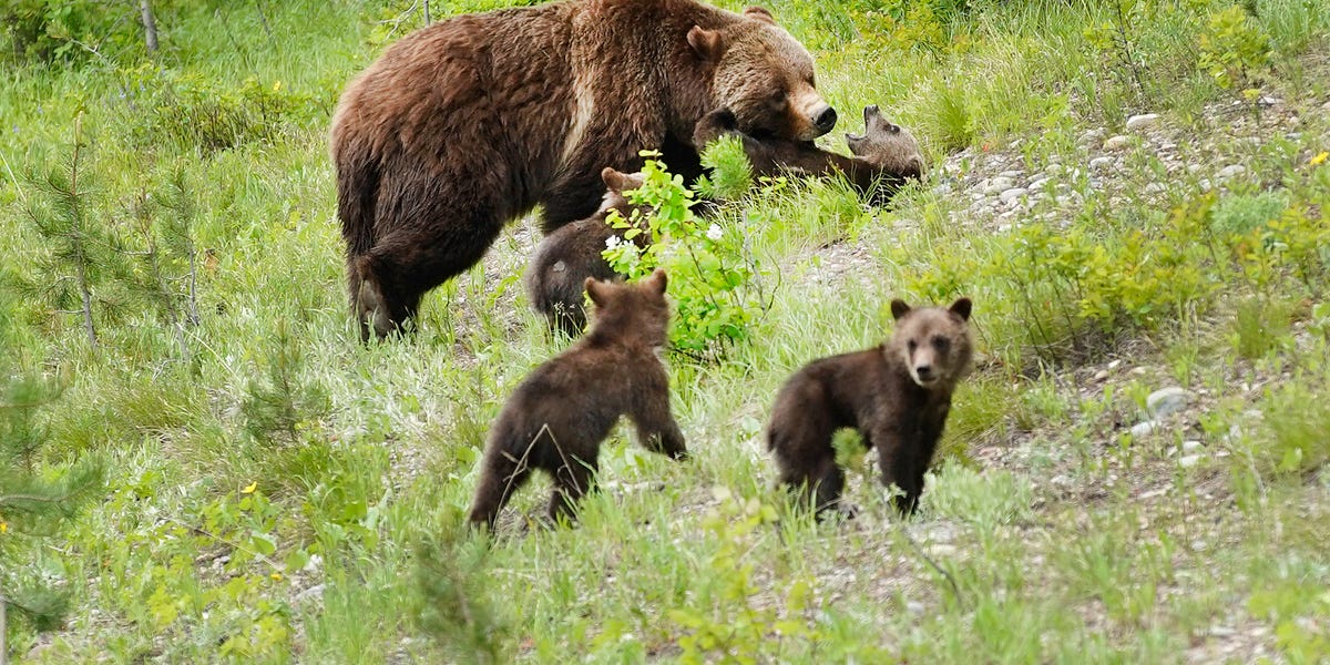 Why Do We "Bear" Children?