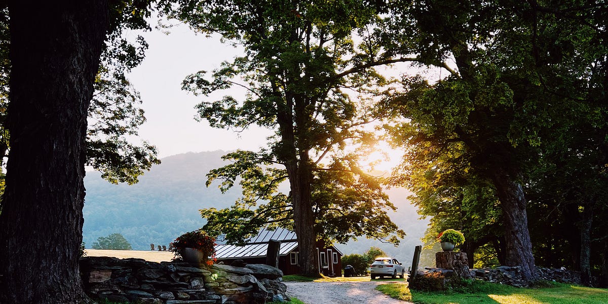 A Shared Root System - by Julie Cannon - EVERGREEN