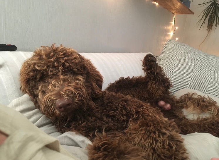 Welcome to Moose Nuggets - by Katie Herzog