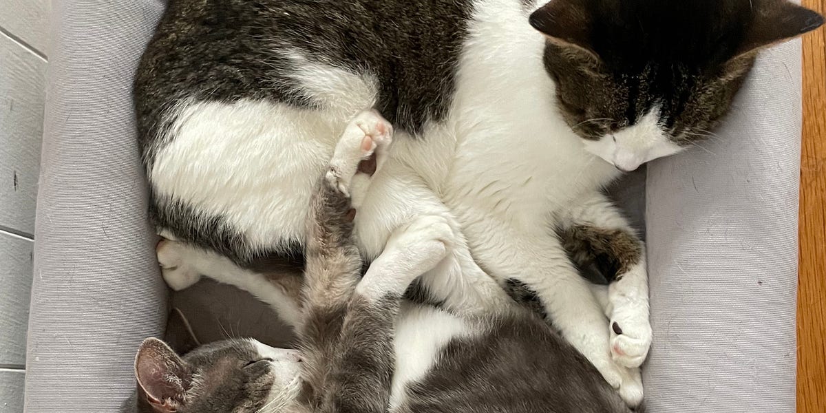 Some Good Podcasts - by Sandy Ernest Allen