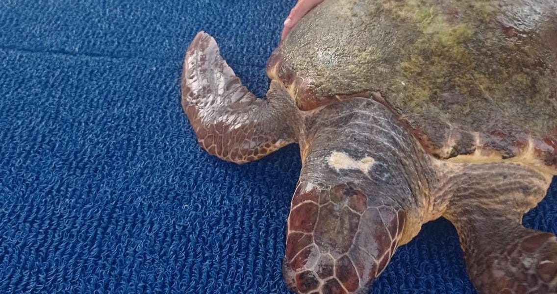 Bestiale #27 - Speciale Lampedusa 🏝️ - by Leonardo Mazzeo