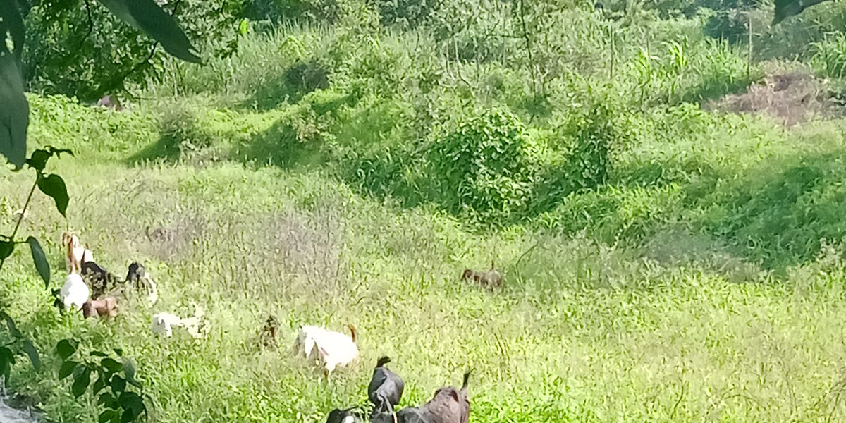 The lllustrated Guide to Eating Goat Potty for Gut Biome Recovery