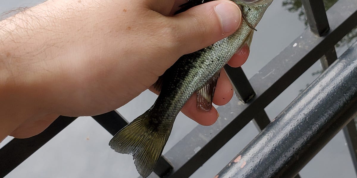 Fishing for Parts - by Addison Del Mastro