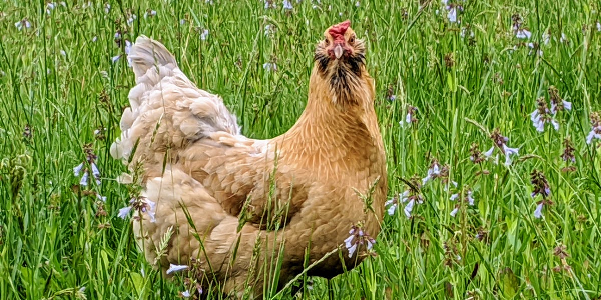 Some Egg-cellent Advice - by AC Shilton