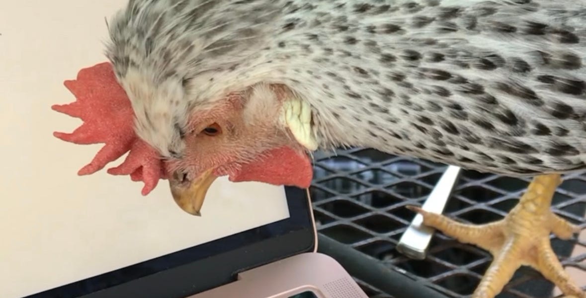 The Language of Birds - by Sandy Russell Jones