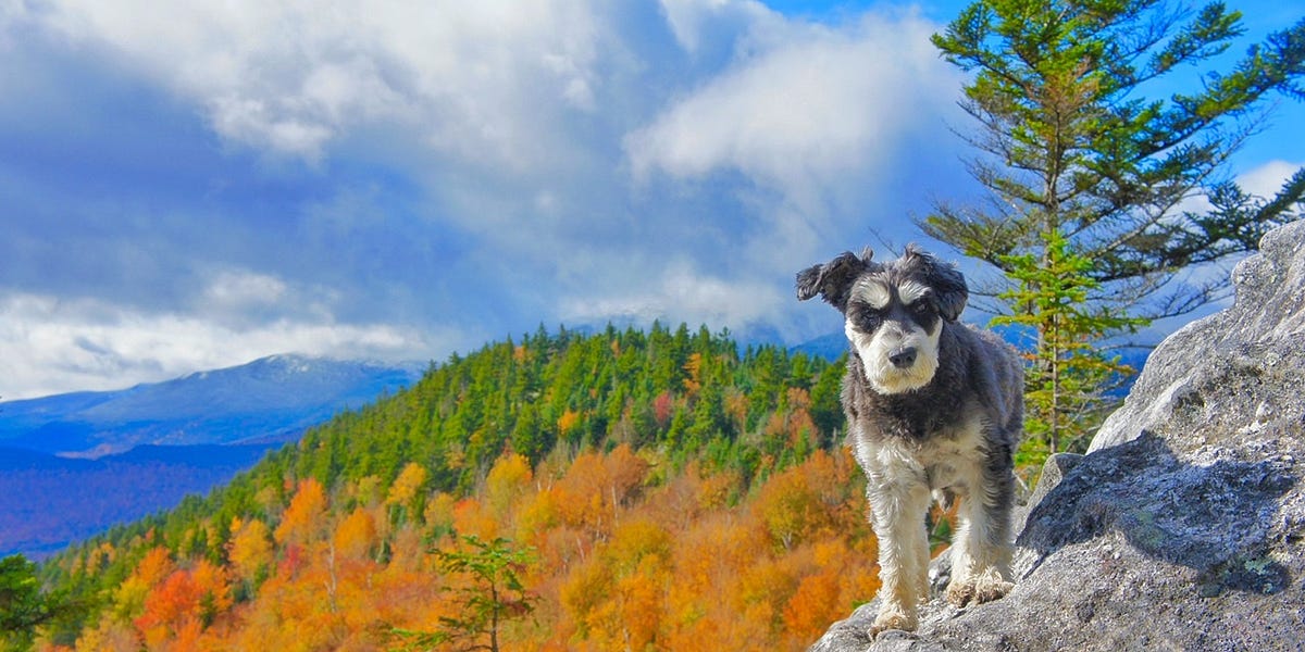 Atticus, Death, Regrets & Travel - Tom Ryan, Author